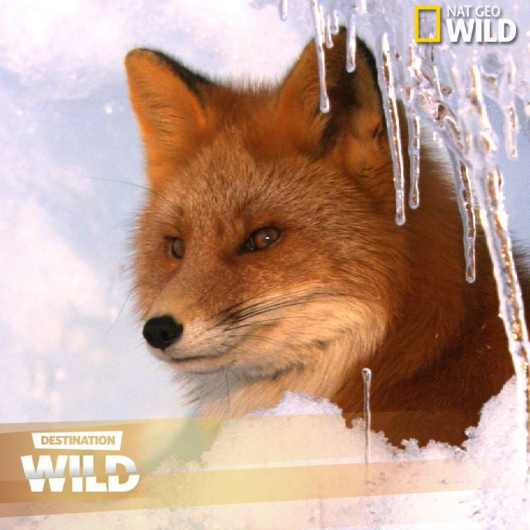 Destinație: SĂLBĂTICIA! - Evenimentul Zilei