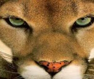 Cine este noua imagine Puma