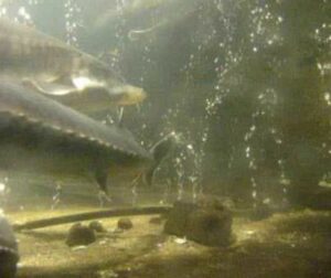 Unde se află cea mai mare crescătorie de sturioni