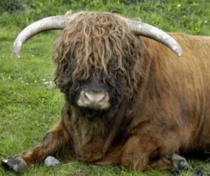 1627, anul când a dispărut ultimul bour, simbolul Moldovei