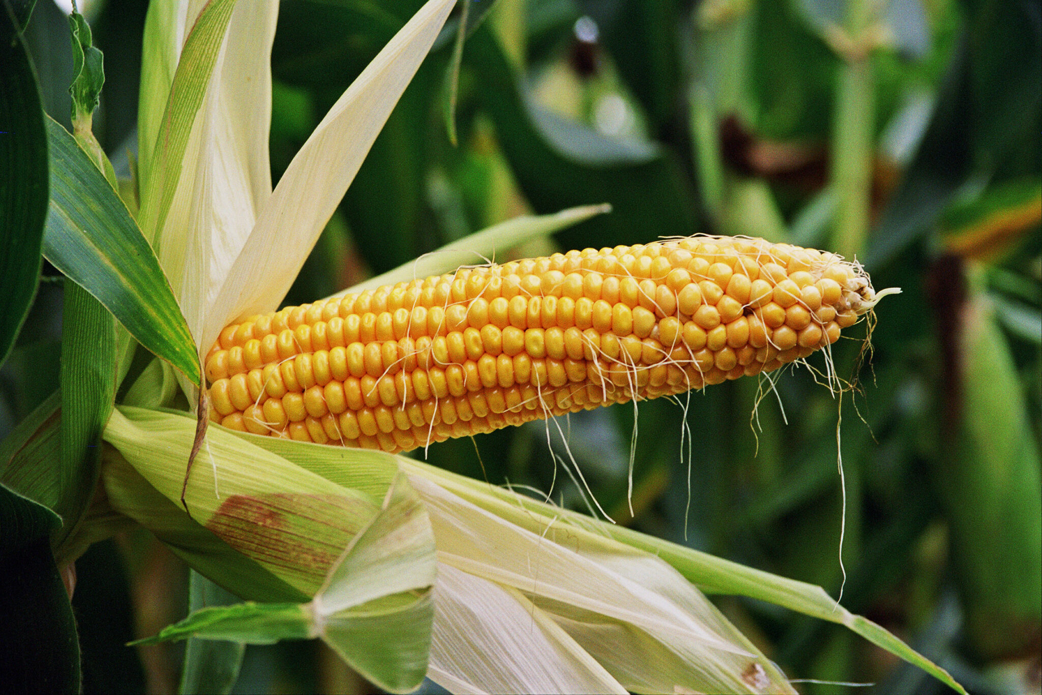 Cea mai bună rețetă de porumb fiert. Trucul care face diferența. Video