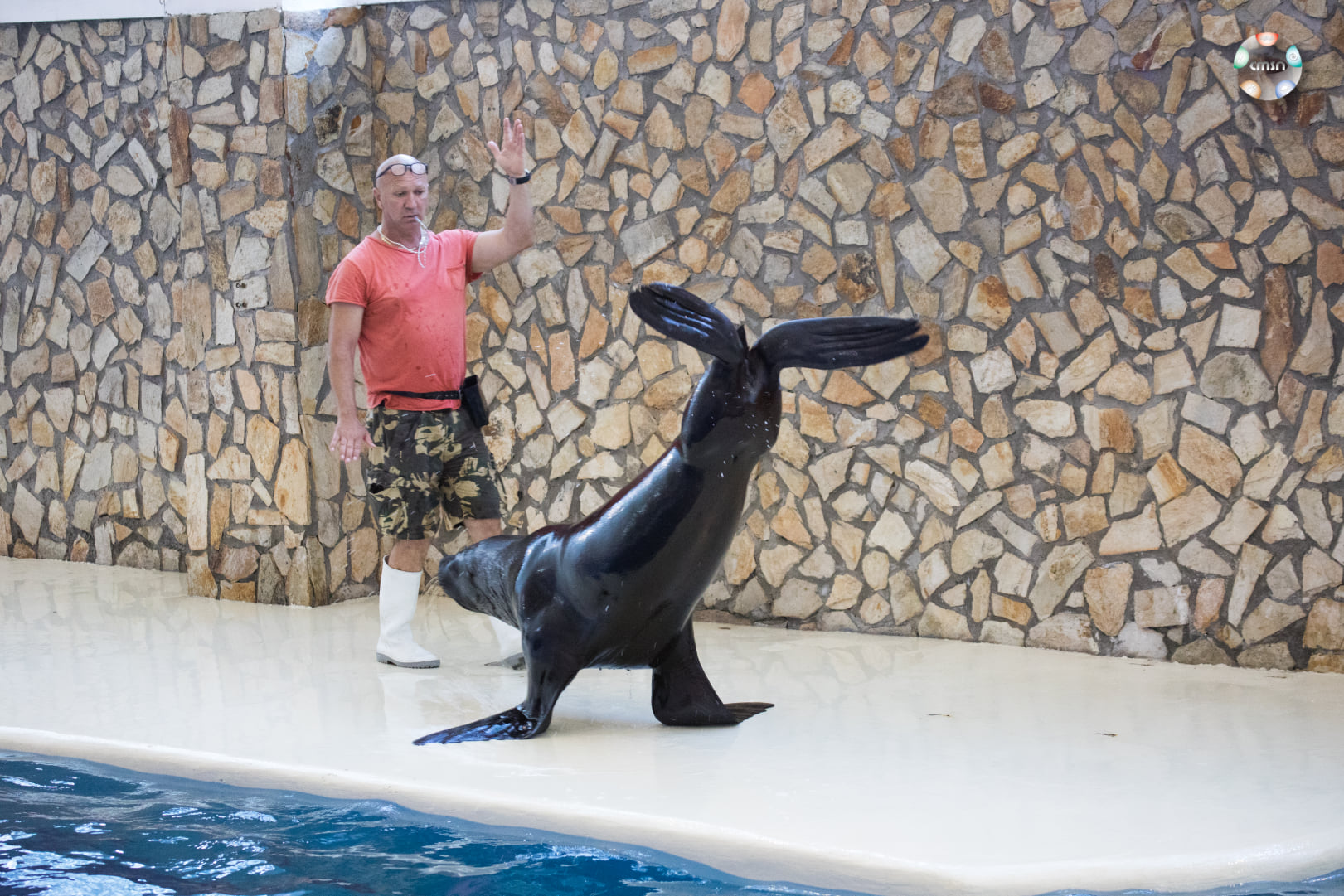 Vedete noi la Delfinariul din Constanța. Cine sunt Body și Morgan