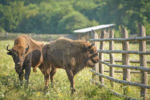 Zimbrul, specie protejată în România. Câte astfel de mamifere se mai ...