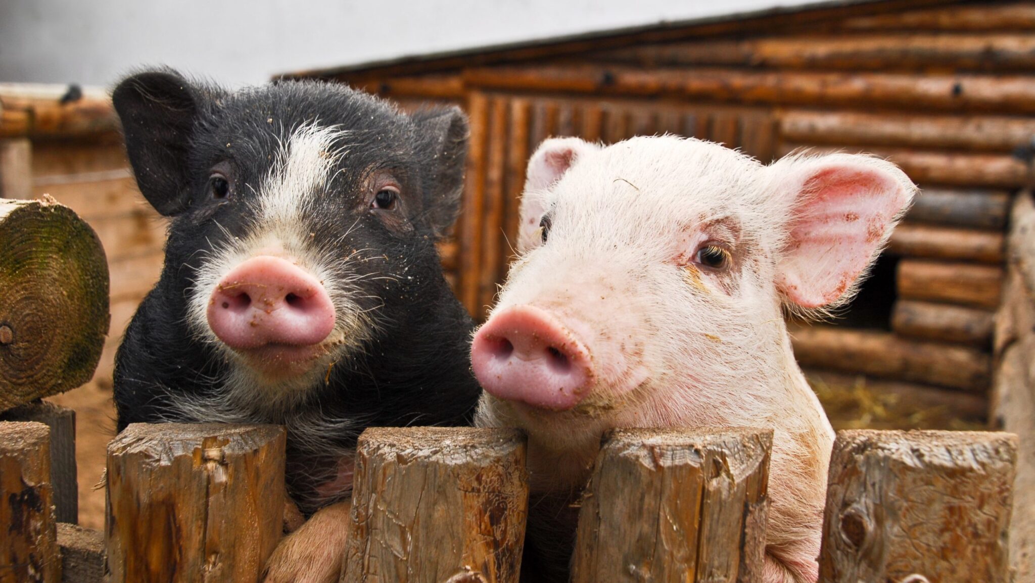 Creșterea porcilor în gospodărie. Obligații pentru micii crescători de ...