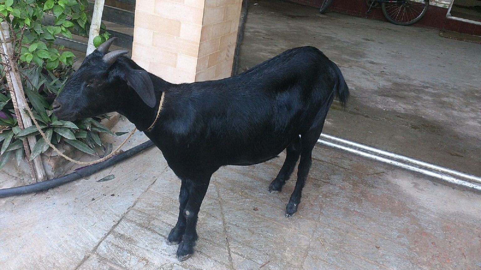 Ce a făcut această capră s-a aflat în toată lumea. Alertă într-un birou ...