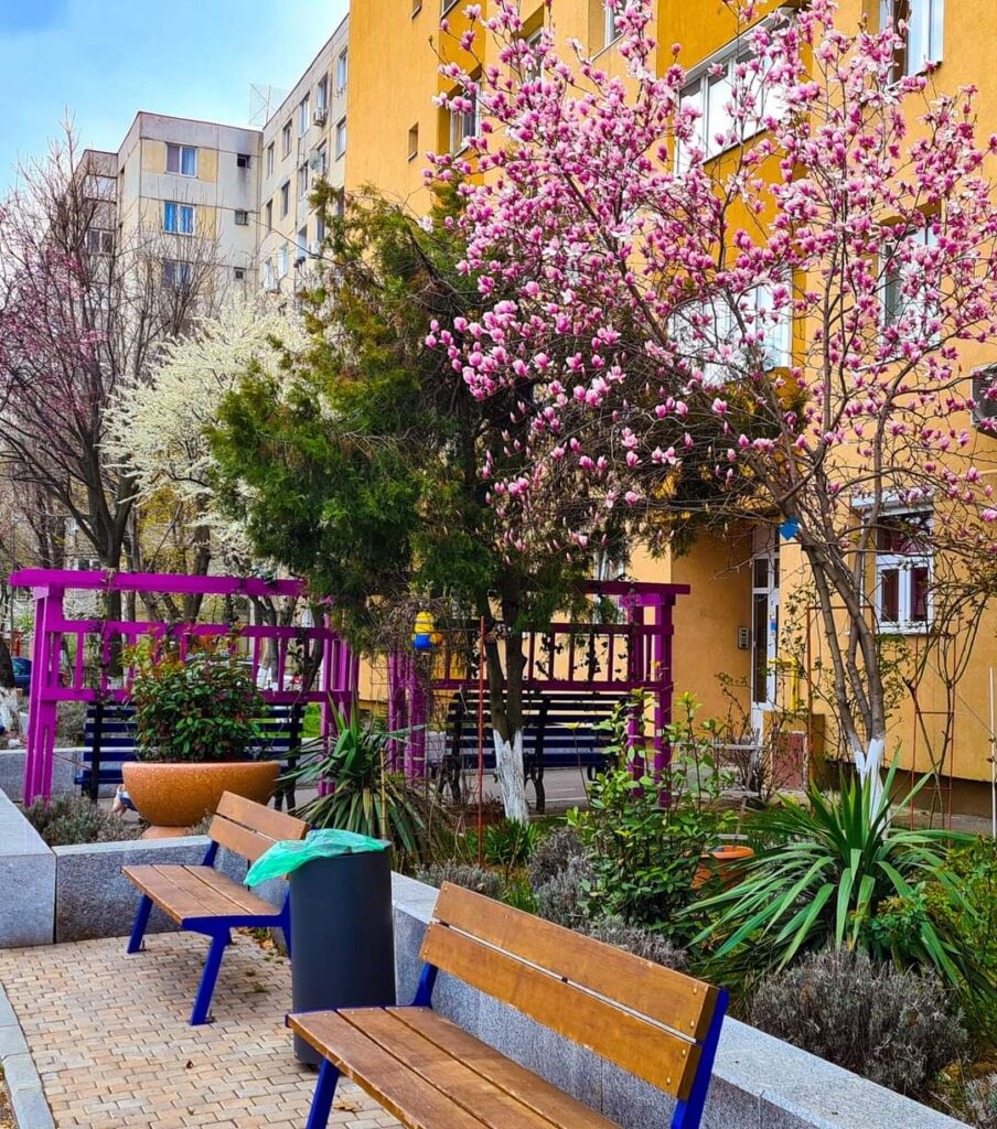 Bulevardul Constantin Brâncoveanu s-a umplut de magnolie, cel mai ...