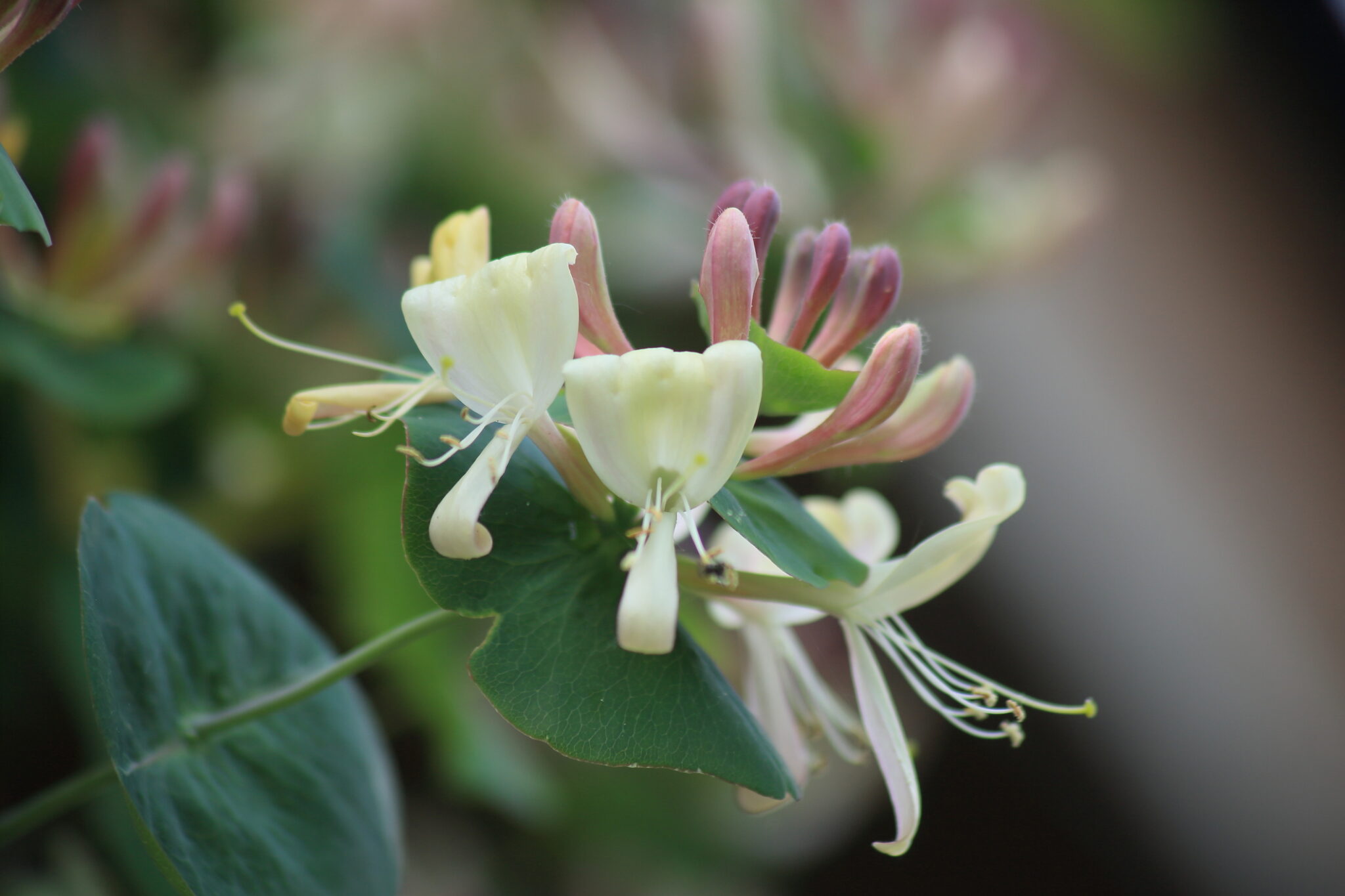 Caprifoiul sau Mâna Maicii Domnului. Ce beneficii pentru sănătate are ...