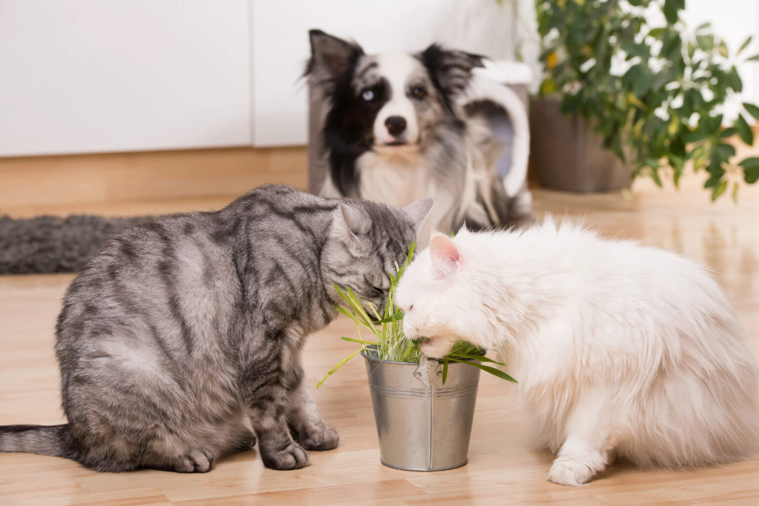 Care animale sunt mai inteligente, câinii sau pisicile. Misterul a fost ...