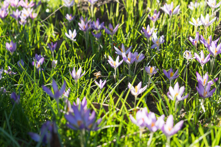 Șofran, planta care se vinde cu 10.000 de euro pe kilogram