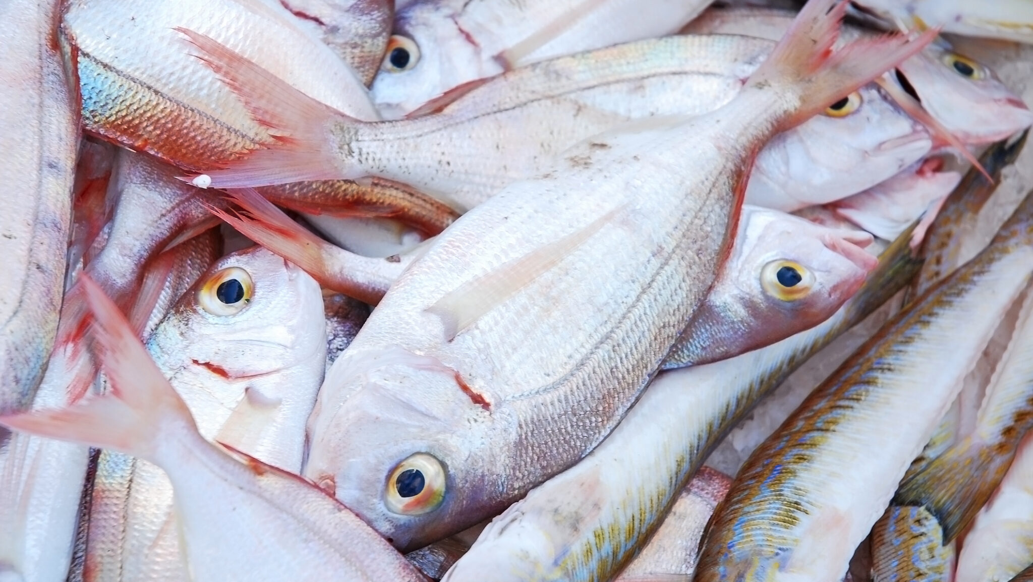 A murit după ce a mâncat dintr-un pește balon