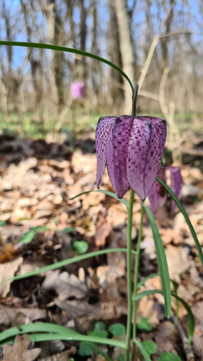 A înflorit laleaua pestriță. Legenda fascinantă a unei flori rare din ...