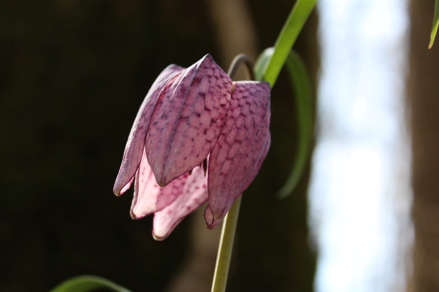 A înflorit laleaua pestriță. Legenda fascinantă a unei flori rare din ...