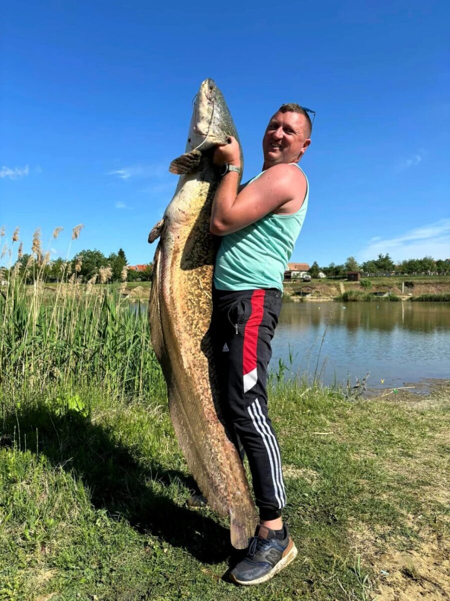 Un pescar din România a prins un somn uriaș. Monstrul are dimensiuni ...