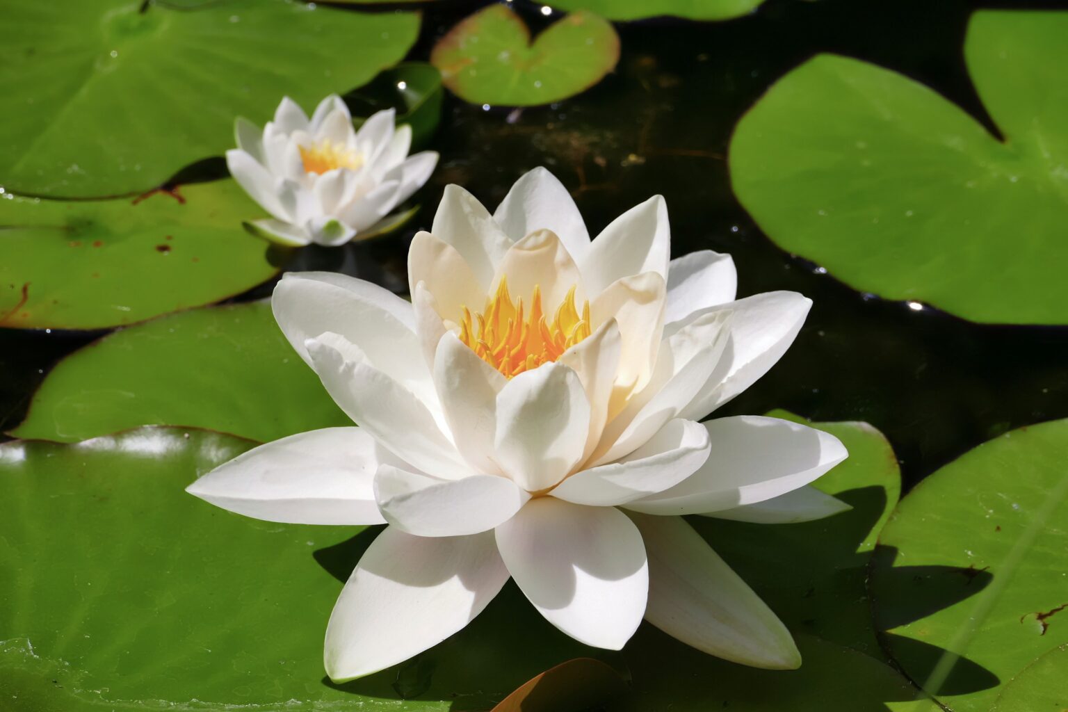 Loc unic în România. Singurul lac unde crește nufărul termal