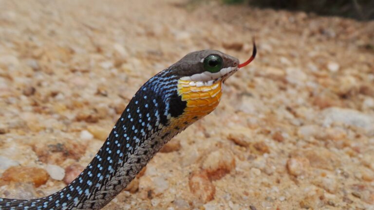 De ce ar trebui să ne placă șerpii și insectele. Explicațiile unui grădinar