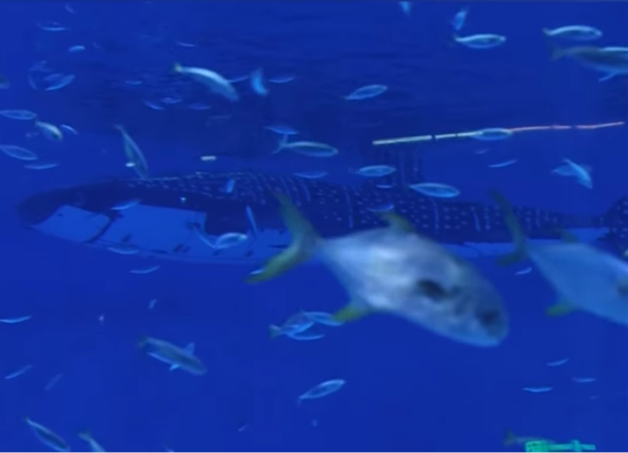 Primul rechin-balenă robot inteligent. Creat de chinezi, poate