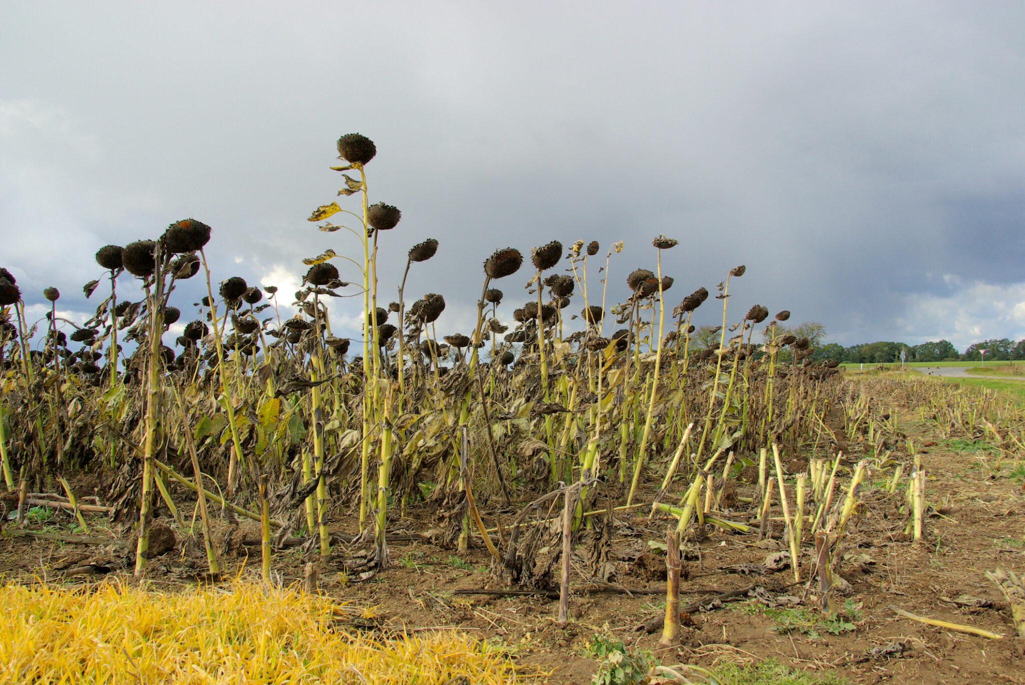 Secetă severă în sudul Republicii Moldova. Porumbul și floarea-soarelui ...