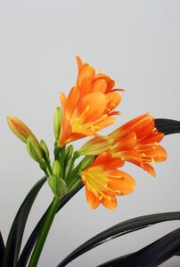 Clivia miniata, planta care purifică aerul din casă