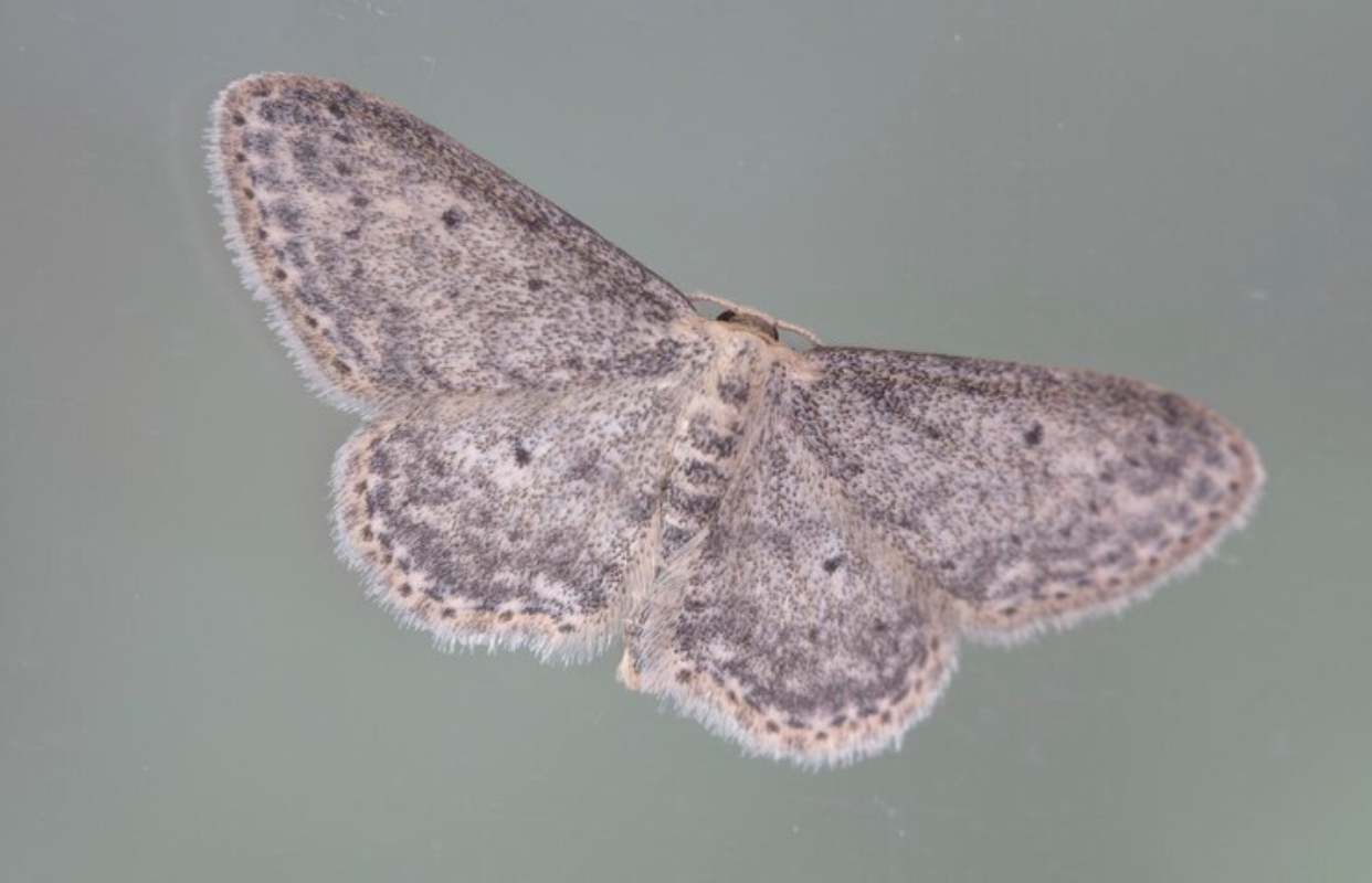 Scapă de moliile enervante. Cea mai ieftină și rapidă soluție