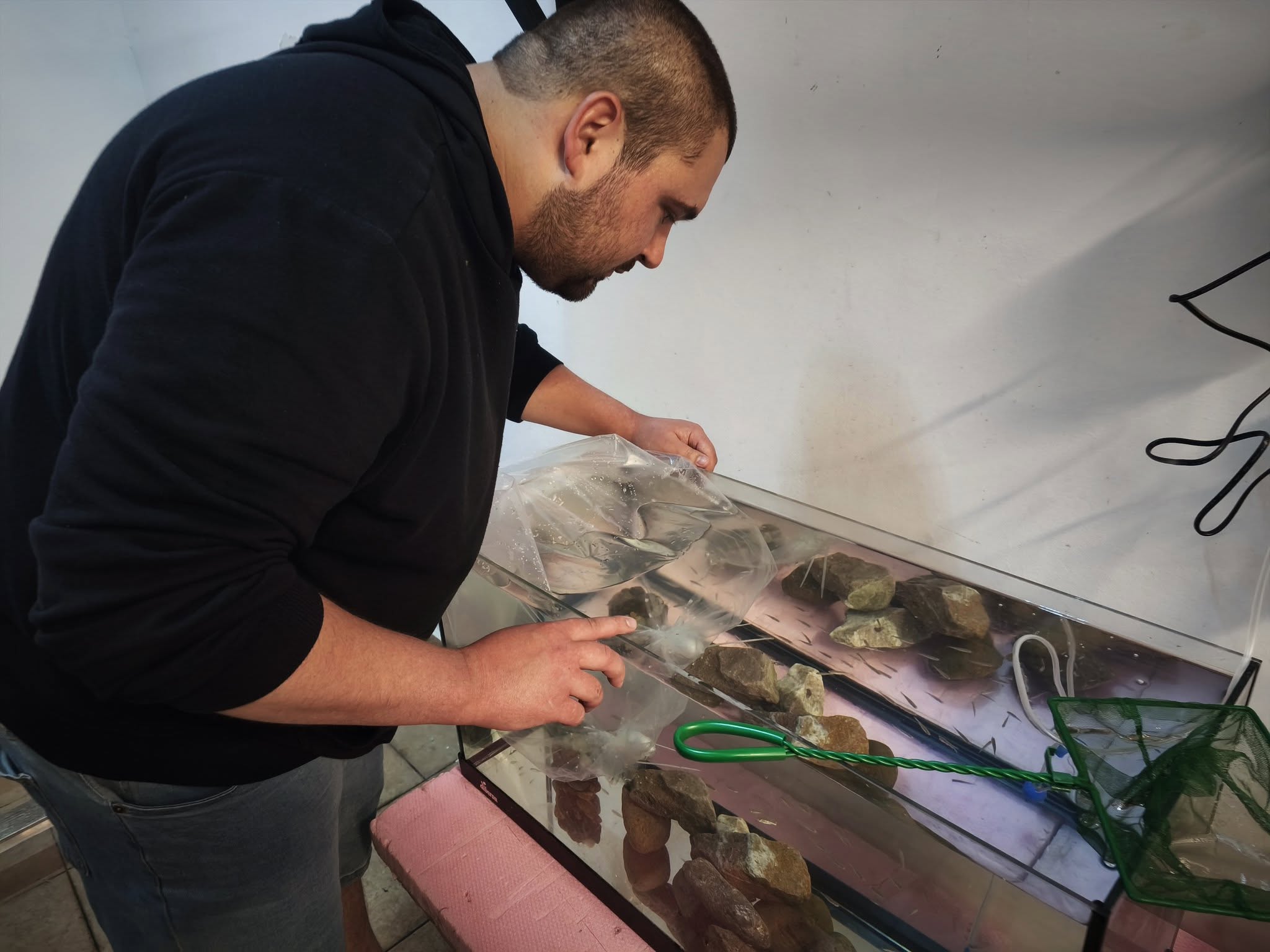 Specie dispărută, reprodusă în captivitate de muzeografii