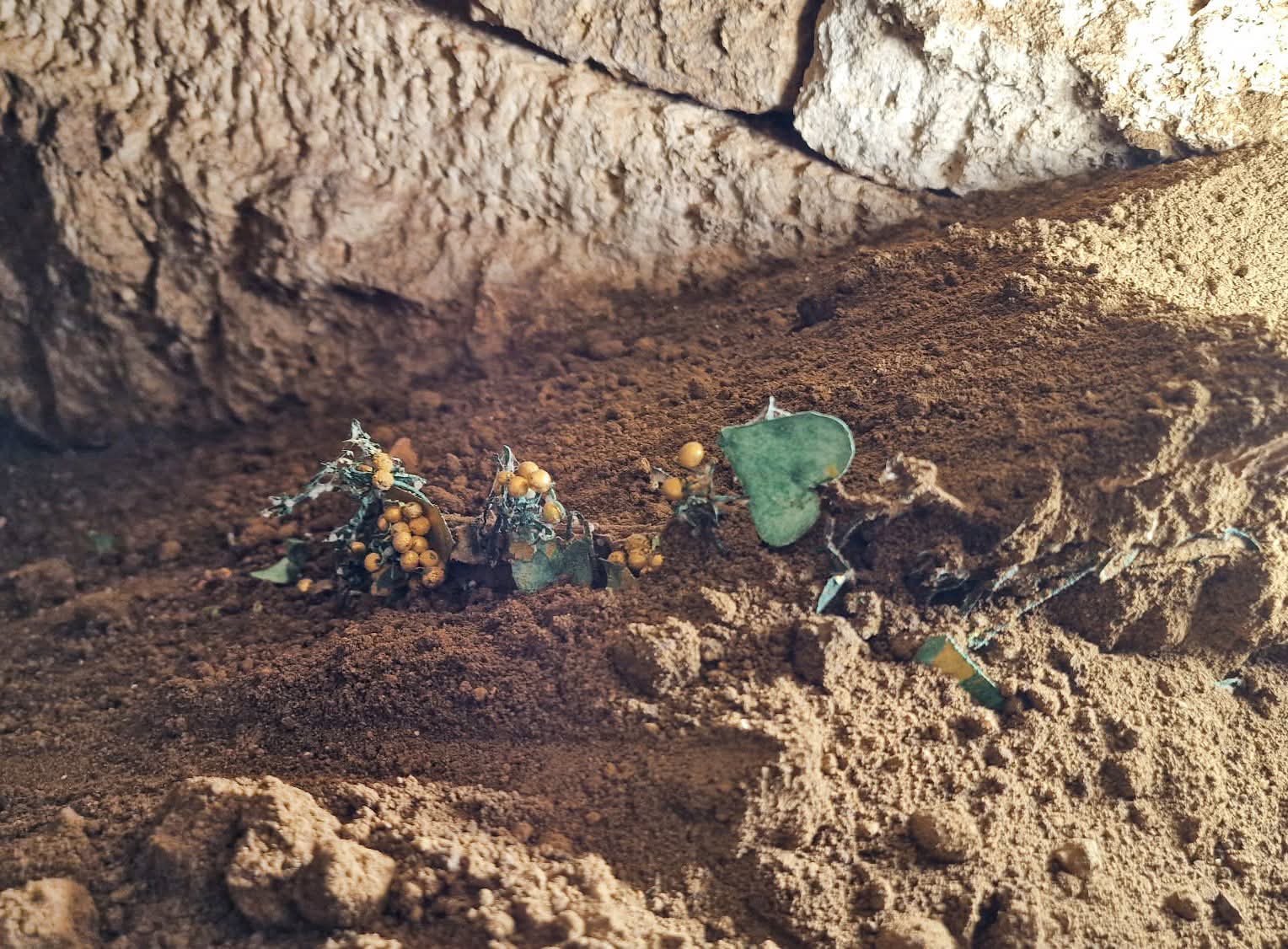 Comoara de la Callatis. Descoperire arheologică incredibilă