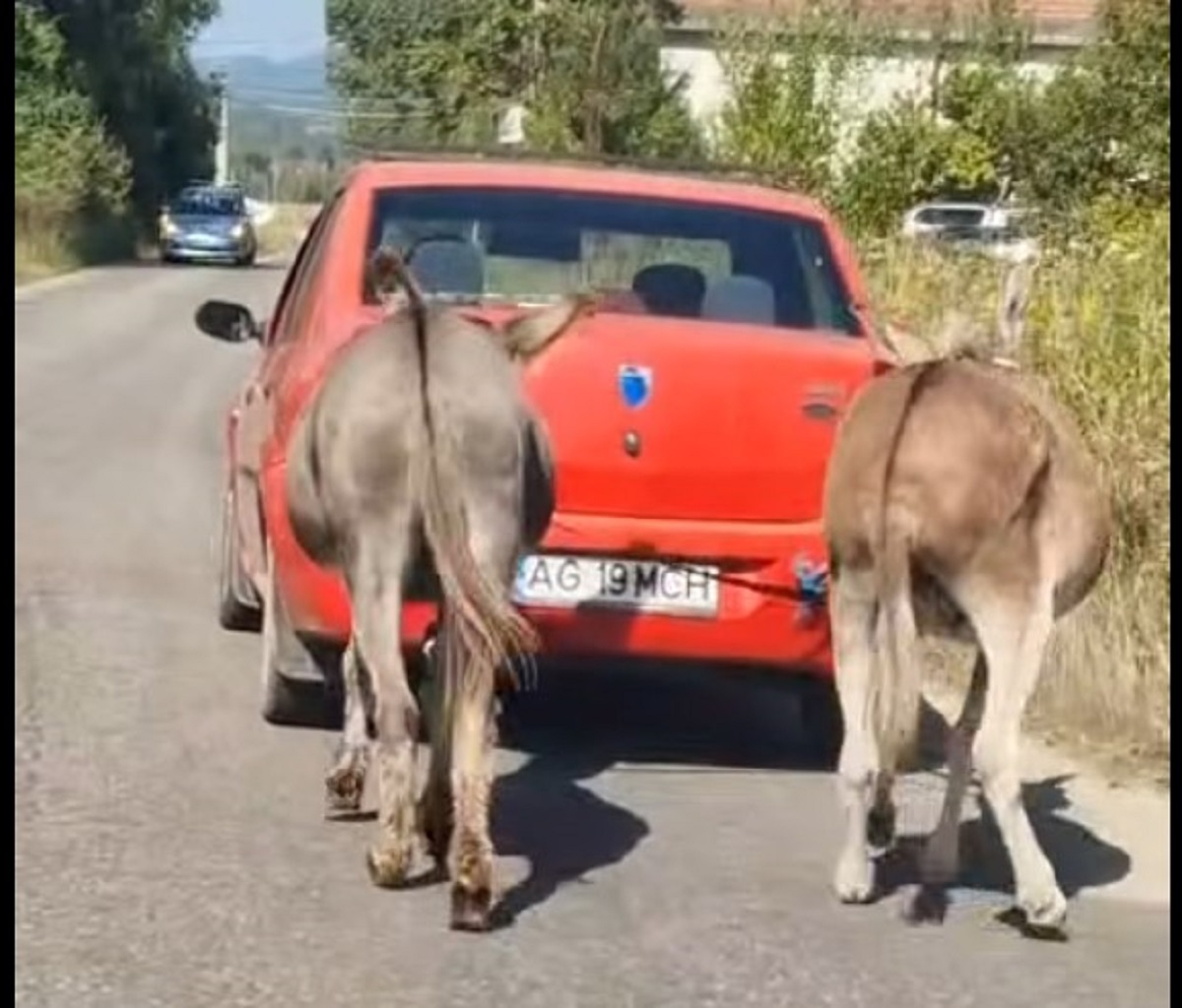 Imagini greu de privit, filmate în Argeș. Doi măgari epuizați, trași de ...