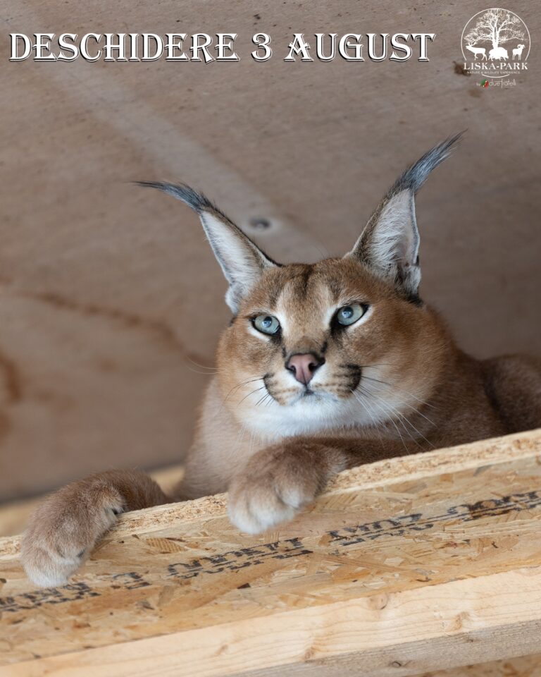 Parc zoo pe 70 de hectare, inaugurat la Șinteu. Proiect al unui ...