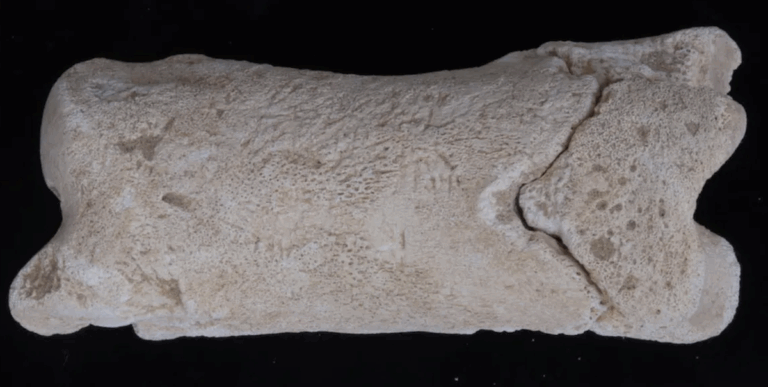 Cel mai vechi fluier de "polițist" are 3.300 de ani. Era folosit pentru ...