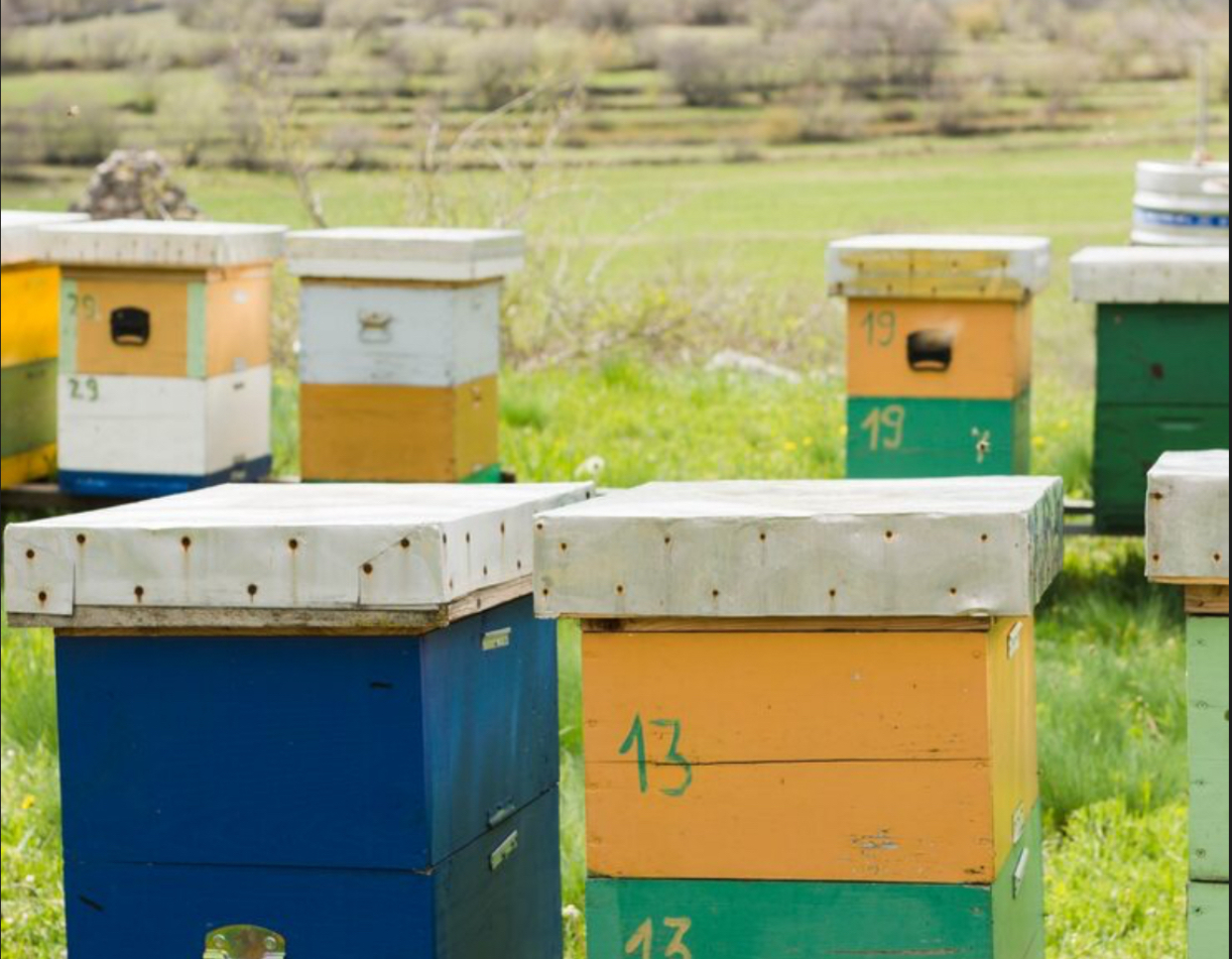 Rafurile supermarketurilor, pline de miere importată din Ucraina ...