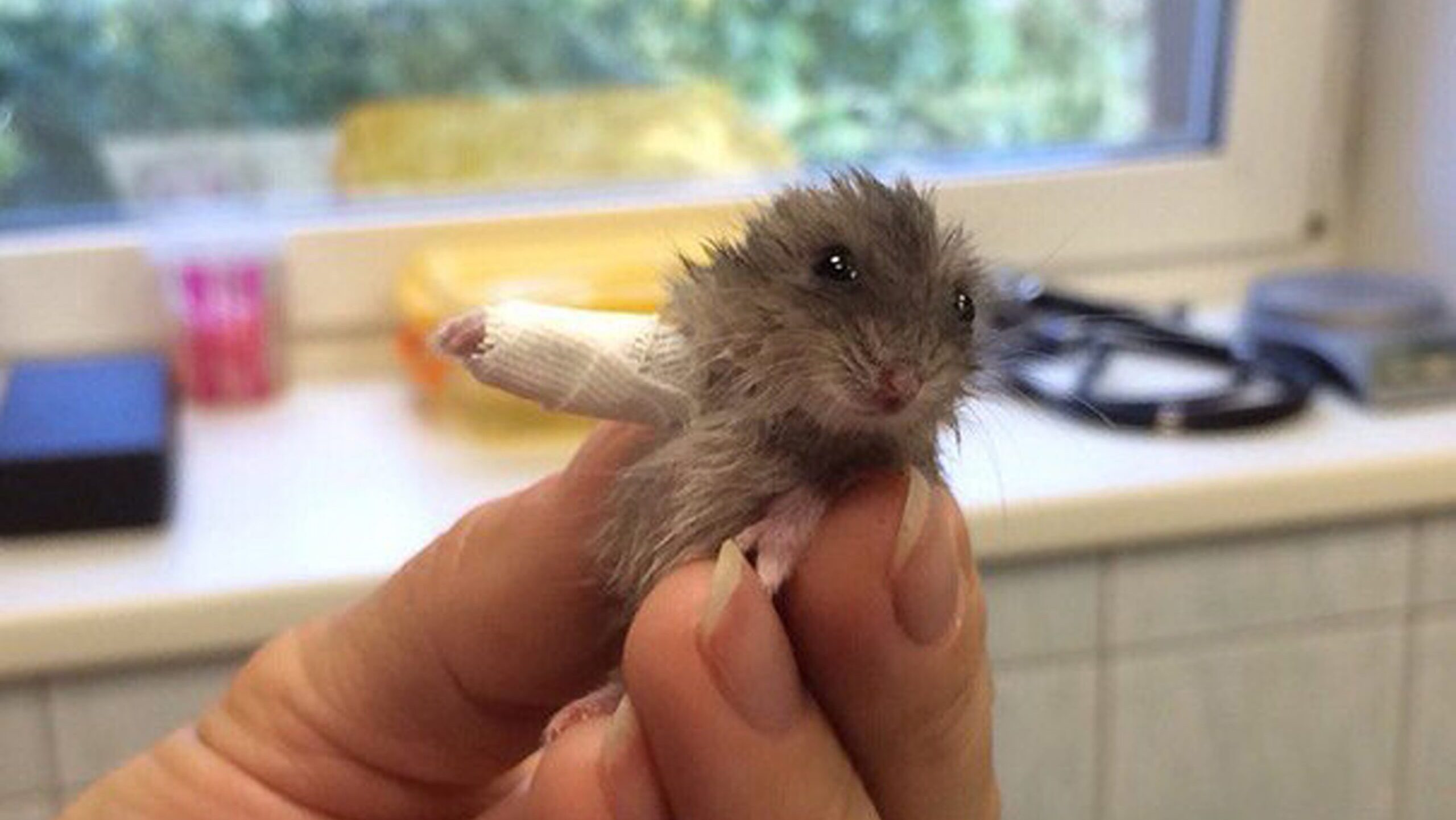 Primul hamster din lume cu ghips: povestea care a fermecat internetul